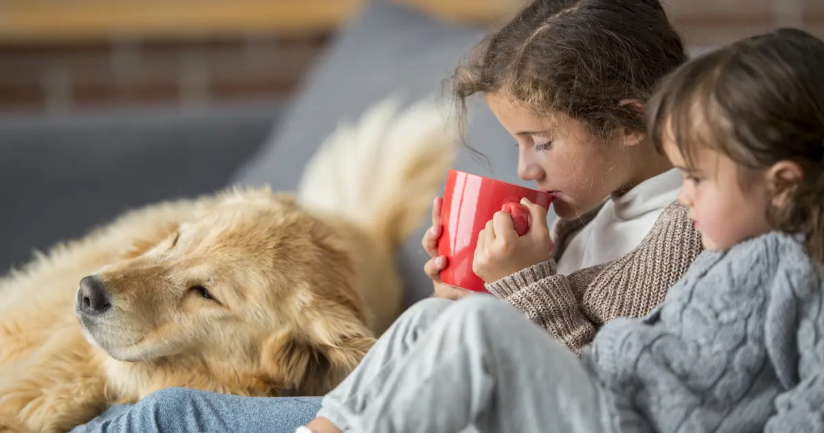 Central venous line (CVL) insertion into the internal jugular vein ...