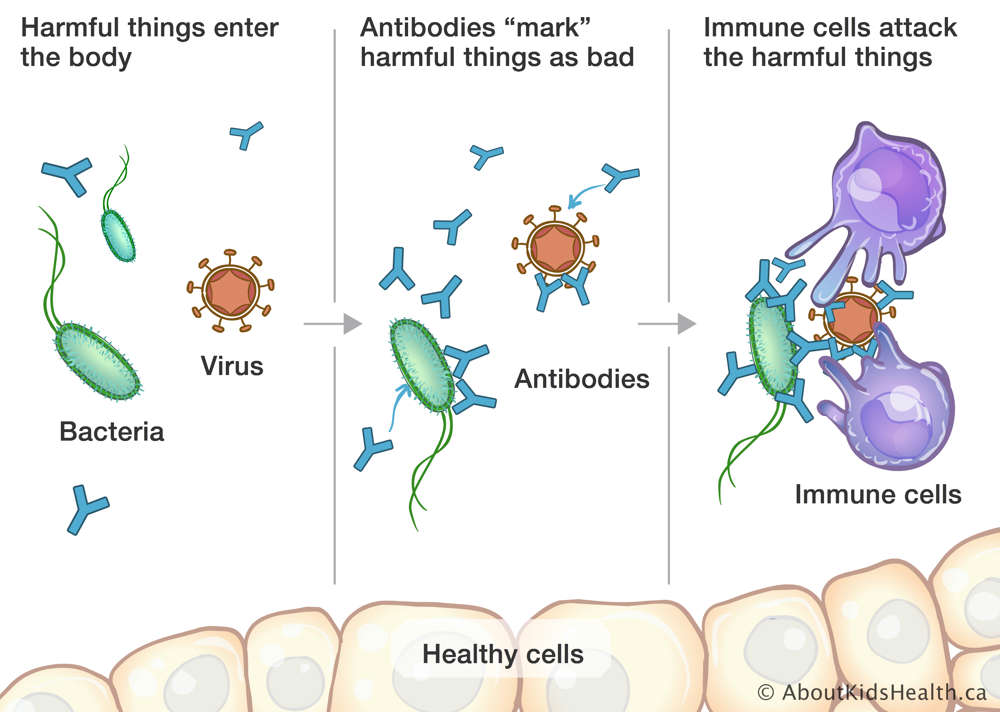 cell mediated responses attack