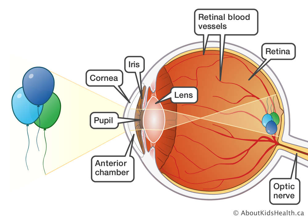 Retinal Blood Vessels Diagram Simple Anatomy Of The Retina By Helga